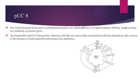 Puc Vectors Puc 8 18 19 Microbial Biotechnology Pptx