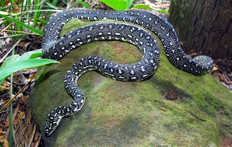 Diamond Python Australia Zoo