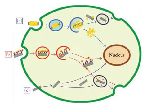 The Cellular Uptake Pathways Subcellular Localization And Download Scientific Diagram