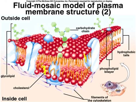PPT Plasma Membrane Structure And Function PowerPoint Presentation Free Download ID 1174076