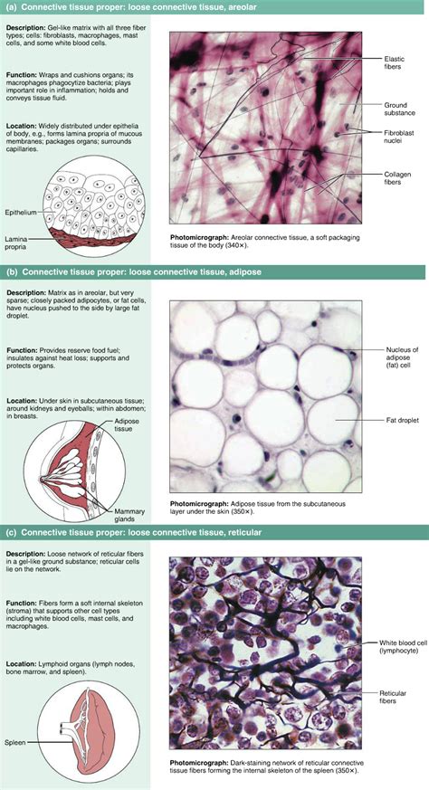Reticular Connective Tissue Location And Function At Cristy Fields Blog