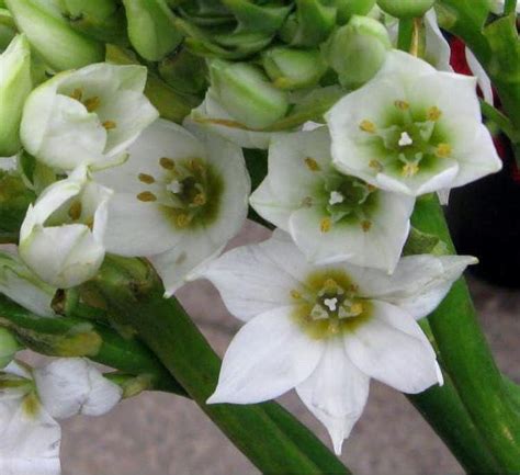 Лечебные комнатные растения: 10 самых полезных цветов