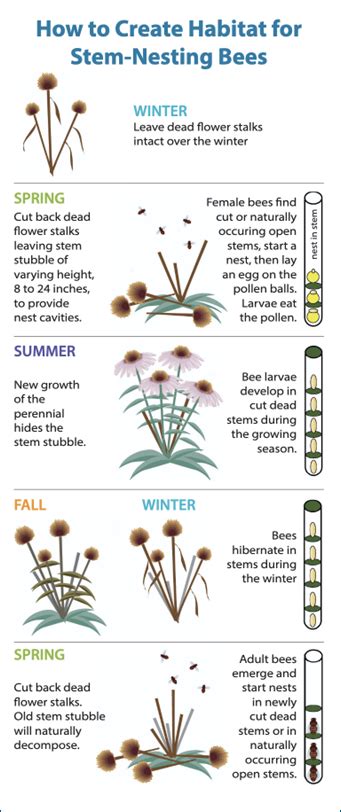 Pollinator Gardens Providing Nesting Sites For Native Bees