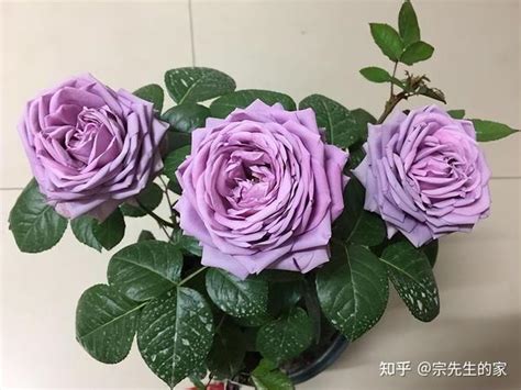 月季出现6个特征是休眠信号这样做明年花量多1倍 知乎