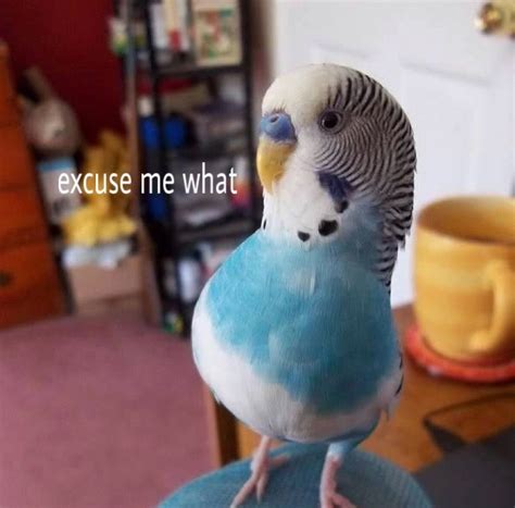Homemade Birb Meme