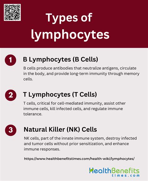 Lymphocytes Function Definition Levels And Ranges Health Benefits