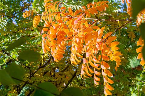 텍스처 배경 패턴입니다 가 아름 다운 지루한 시간 밝은 나무 가지 녹색 빨간색 노란색에 잎 0명에 대한 스톡 사진 및 기타 이미지 Istock