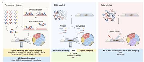 multiplex immunoassays guideciteab blog