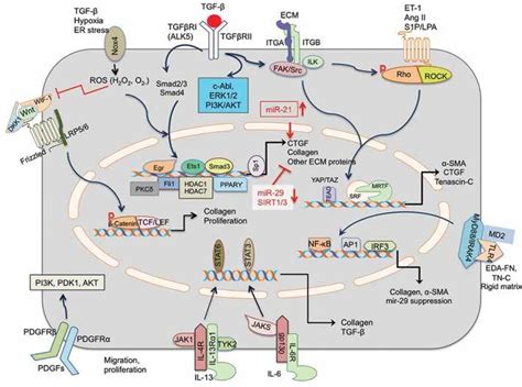 Scleroderma Pathogenesis Arthritis Rheumatism