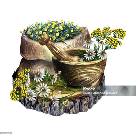 약초 카모마일 및 탠시 나무 박격포와 제약 허브가 든 린넨 가방 수채화 손으로 그린 그림입니다 흰색 배경에 격리된 구성입니다