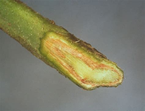 Verticillium Wilt And Fusarium Wilt Scouting Guides For Problems Of