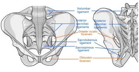 Sacrum Anatomy