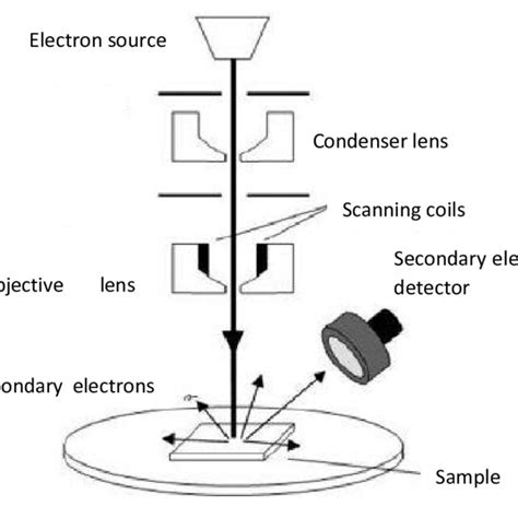 Schematic Setup Of A Scanning Electron Microscope Modified From Download Scientific Diagram