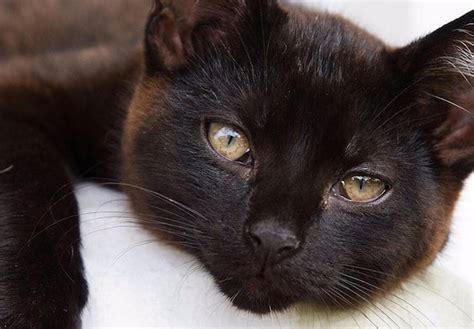 Black Cat
