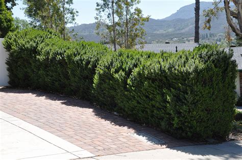 Myrtus Communis Hedge