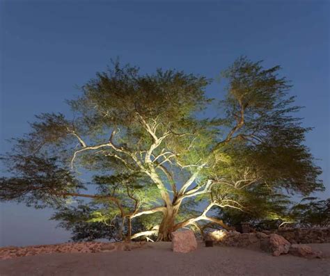 Unveiling The Mystery Of Bahrain S Tree Of Life A Symbol Of Resilience And Heritage