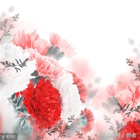 國風詩詞康乃馨香滿花園母親花語深情款 每日頭條