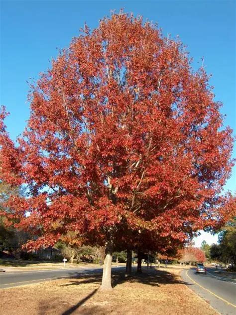 Fruitless Pear Tree Program
