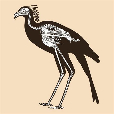 Skeleton Secretary Bird Vector Illustration