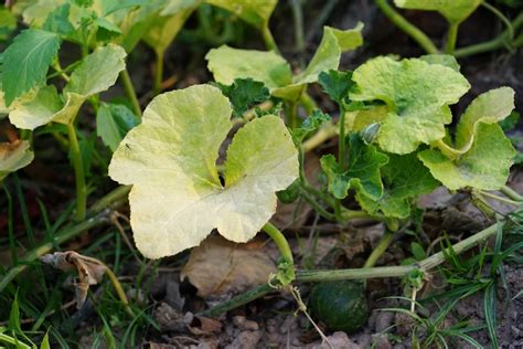 Nitrogen Deficiency In Plants Causes Symptoms And Remedies Atami