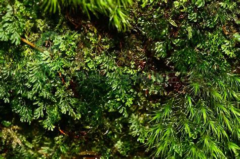 고사리식물 애기수염이끼