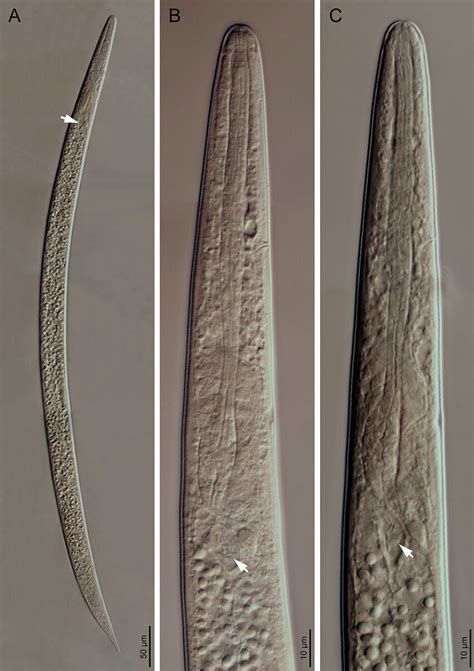Light Microscopy Microphotographs Of Xenorhabdus Anantnagensis Sp Nov