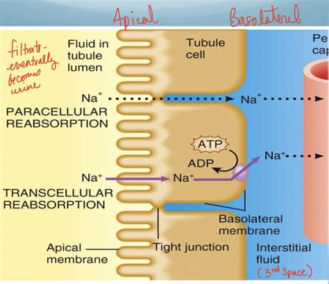 Biol 457 Exam 3 Part 2 Flashcards Quizlet