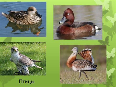 Красная книга Волгоградской области презентация онлайн