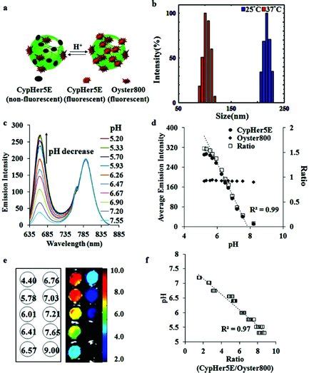 Schematic Diagram Of Pnipamcypher5eoyster800 B Size Distribution Of
