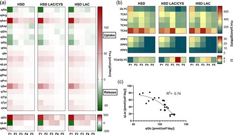 Application Of Metabolic Modeling For Targeted Optimization Of High Seeding Density Processes