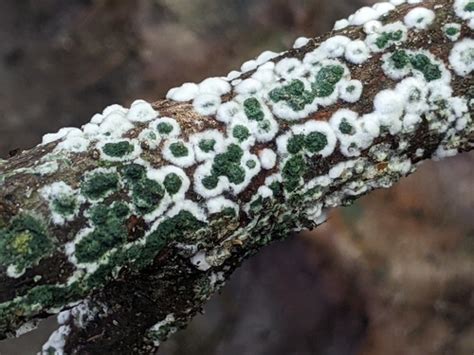 Trichoderma Atroviride · Inaturalist Mexico