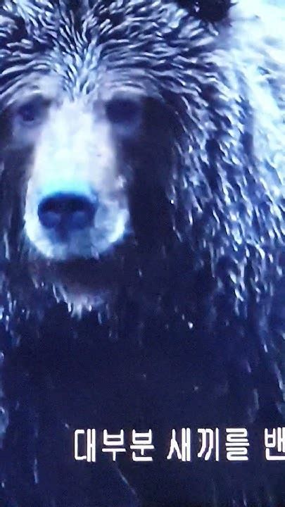 동면겨울잠 Hibernation 대신 먹이사냥에 나선 어미 곰새끼 밴캐나다 원주민들이 얼음곰털에 고드름 맺혀서으로 부를만 했네 Youtube