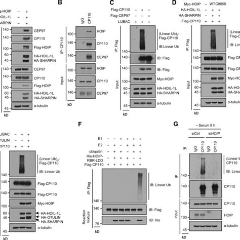 Lubac Conjugates Linear Ubiquitin Chains To Cp110 During Ciliogenesis