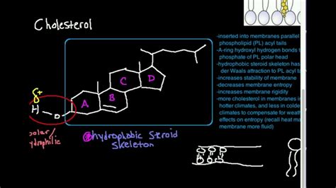 Cholesterol Structure