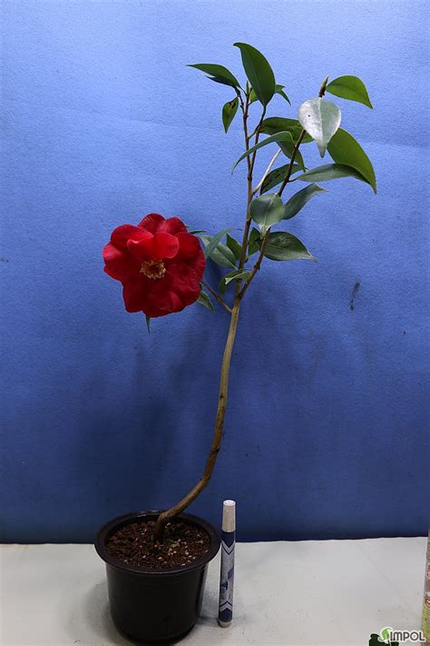 하나분재원일본동백 분재분경수석 심폴