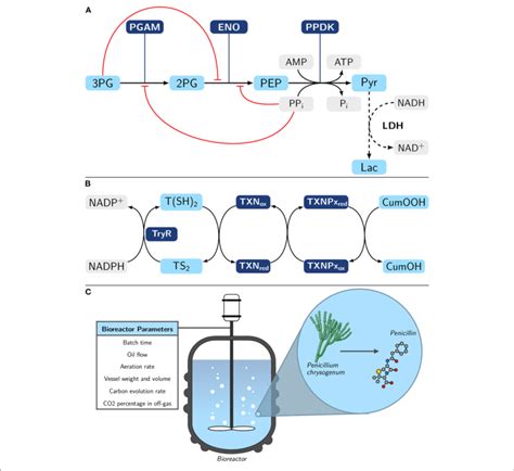 Overview Of The Three Metabolic Pathways Modeled With Machine Download Scientific Diagram
