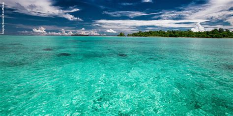 Machine Learning Helps Predict Diversity Of Forest Tree Species Geoconnexion