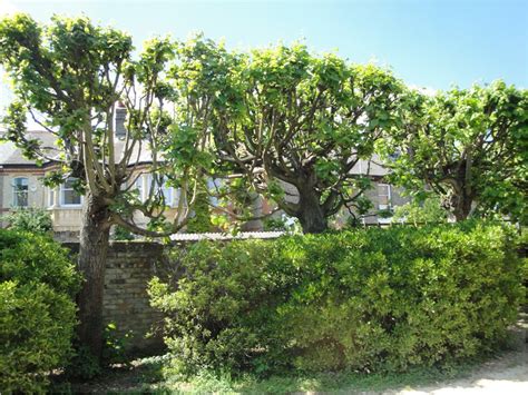 Art Pollarded Lime Trees Mill Road Cemetery