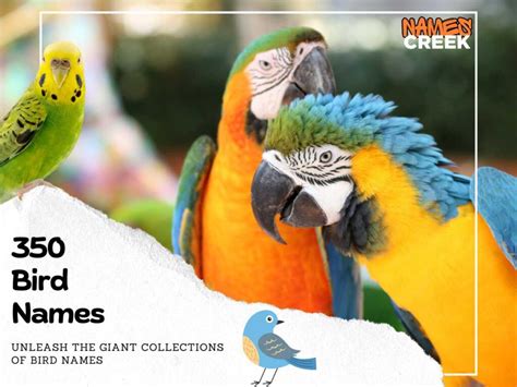 350 Unique Bird Names A Comprehensive Guide To Naming Your Feathered Friend