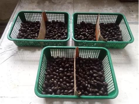 Figure 2 From Increasing The Growth And Quality Of Oil Palm Seeds Elaeis Guineensis Jacq By