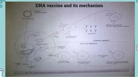Recombinant Vaccincespptx In Biotechnology 1 Pptx