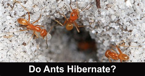 Are Ants Strong The Secret To Their Strength Scifaqs