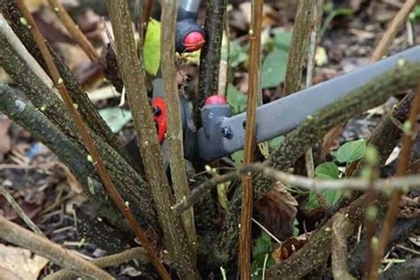 Як омолодити чорну смородину Коли обрізати смородину для омолодження