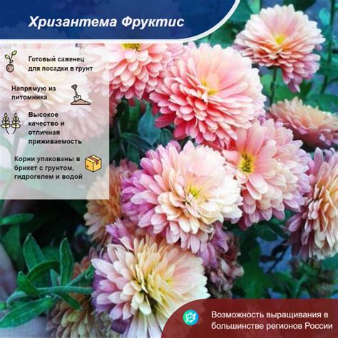Хризантема Фруктис (Мультифлора/Бледно-розовая) - купить с доставкой по ...