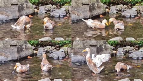 溪边戏水 960x544 高清视频素材下载 编号 9665675 实拍视频 光厂 Vj师网