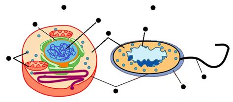 3a diagram cell structure and function 22 23 diagram quizlet