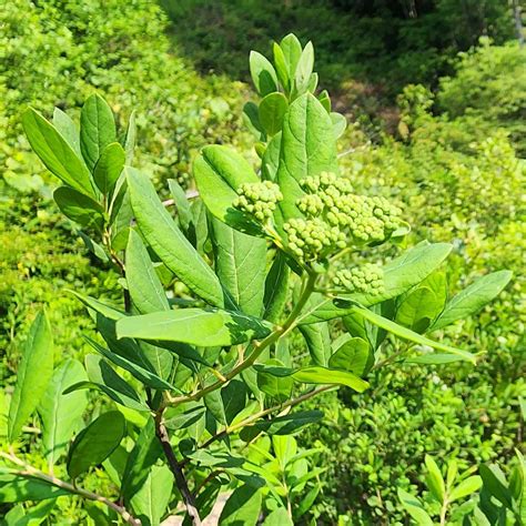 Virginia Spiraea Spiraea Virginiana Western Carolina Botanical Club