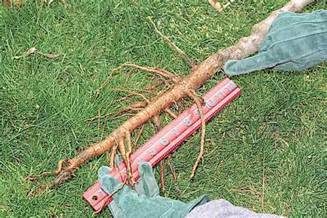 Tree Planting Demonstrations Grown By You
