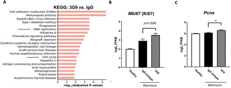Selective Inhibition Of Integrin αvβ6 Leads To Rapid Induction Of Urinary Bladder Tumors In