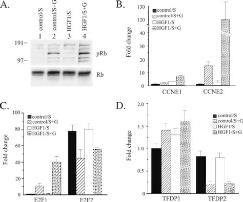 Expression Of Cell Cycle Regulators In Control And Hgf1 Fibroblasts Download Scientific